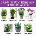 15 Positive Energy Plants That Will Boost Your Mental Health In 2025