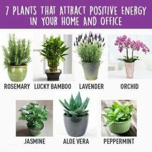 15 Positive Energy Plants That Will Boost Your Mental Health In 2025