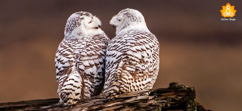 What is Compersion : How to Build it in Your Relationship