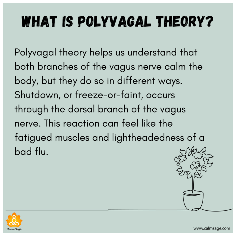 What is the Polyvagal Theory? Origin and Polyvagal Exercises