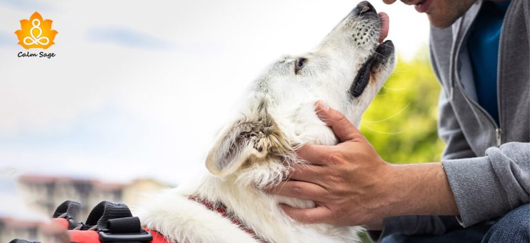 Pawsitive Power: The Benefits of Service Dogs For Depression